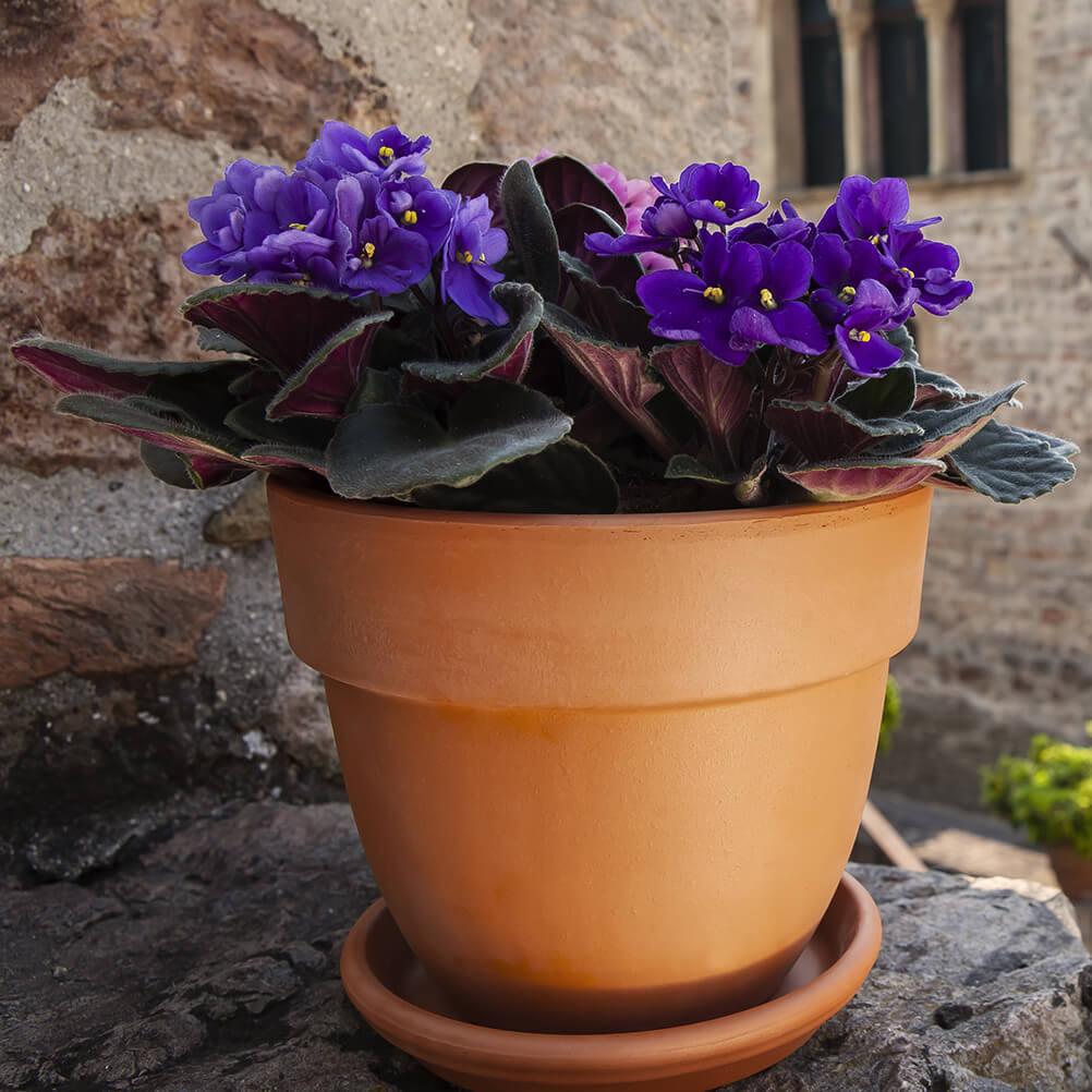 Round terracotta pots